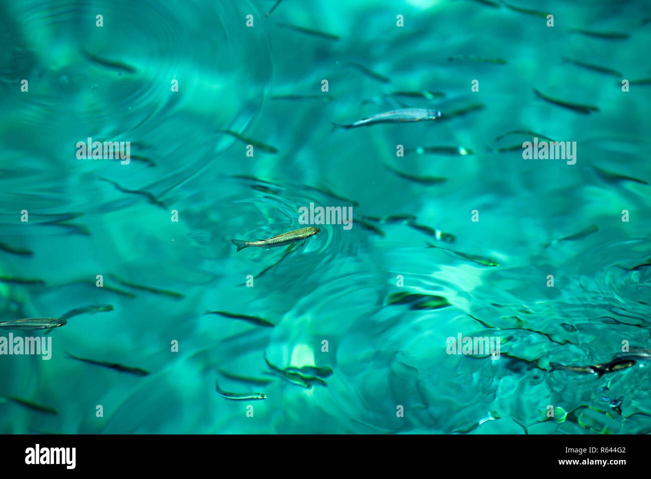 Water refraction light animal hi-res stock photography and images - Alamy