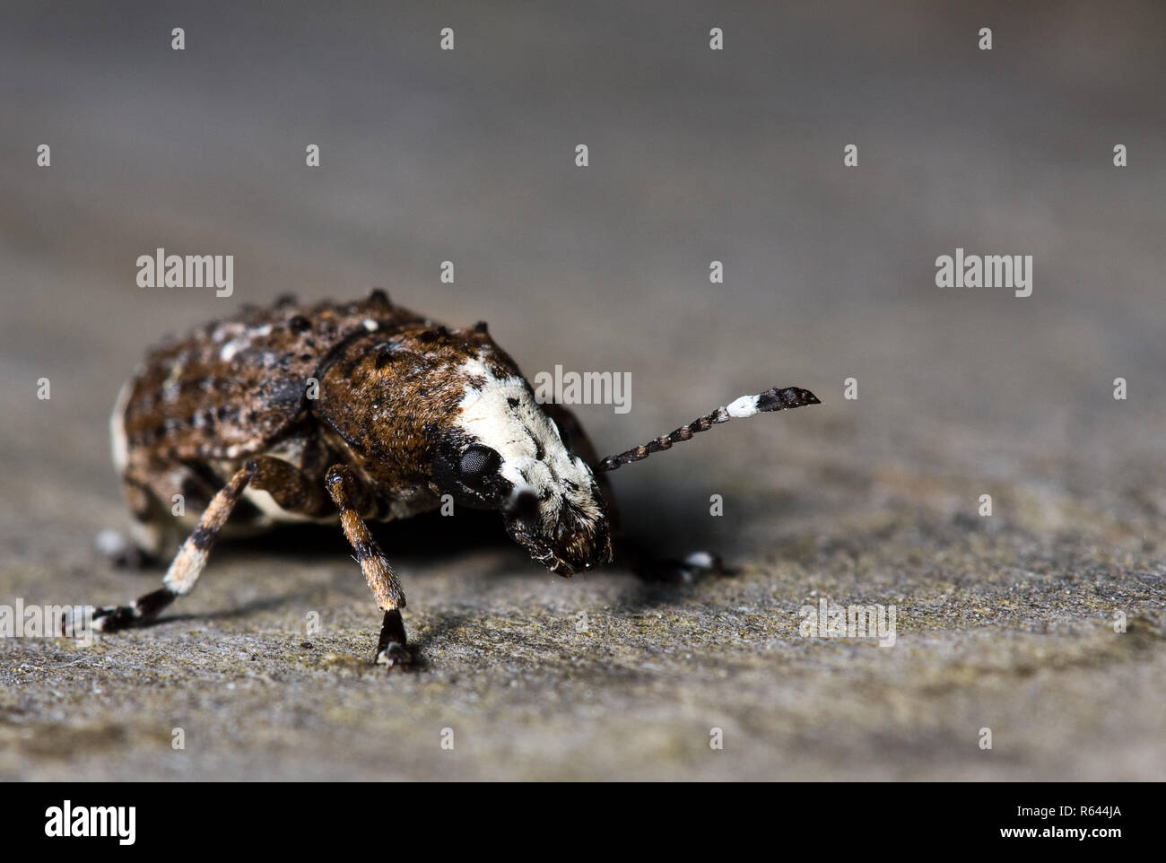 Pimpled hi-res stock photography and images - Alamy