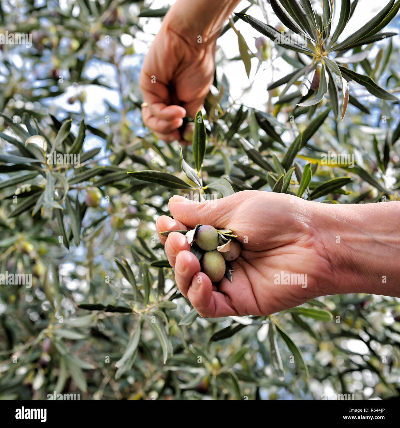 Mature woman greece cooking hi-res stock photography and images - Alamy