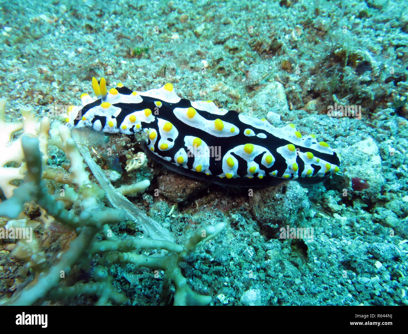 Phyllidia sp hi-res stock photography and images - Alamy