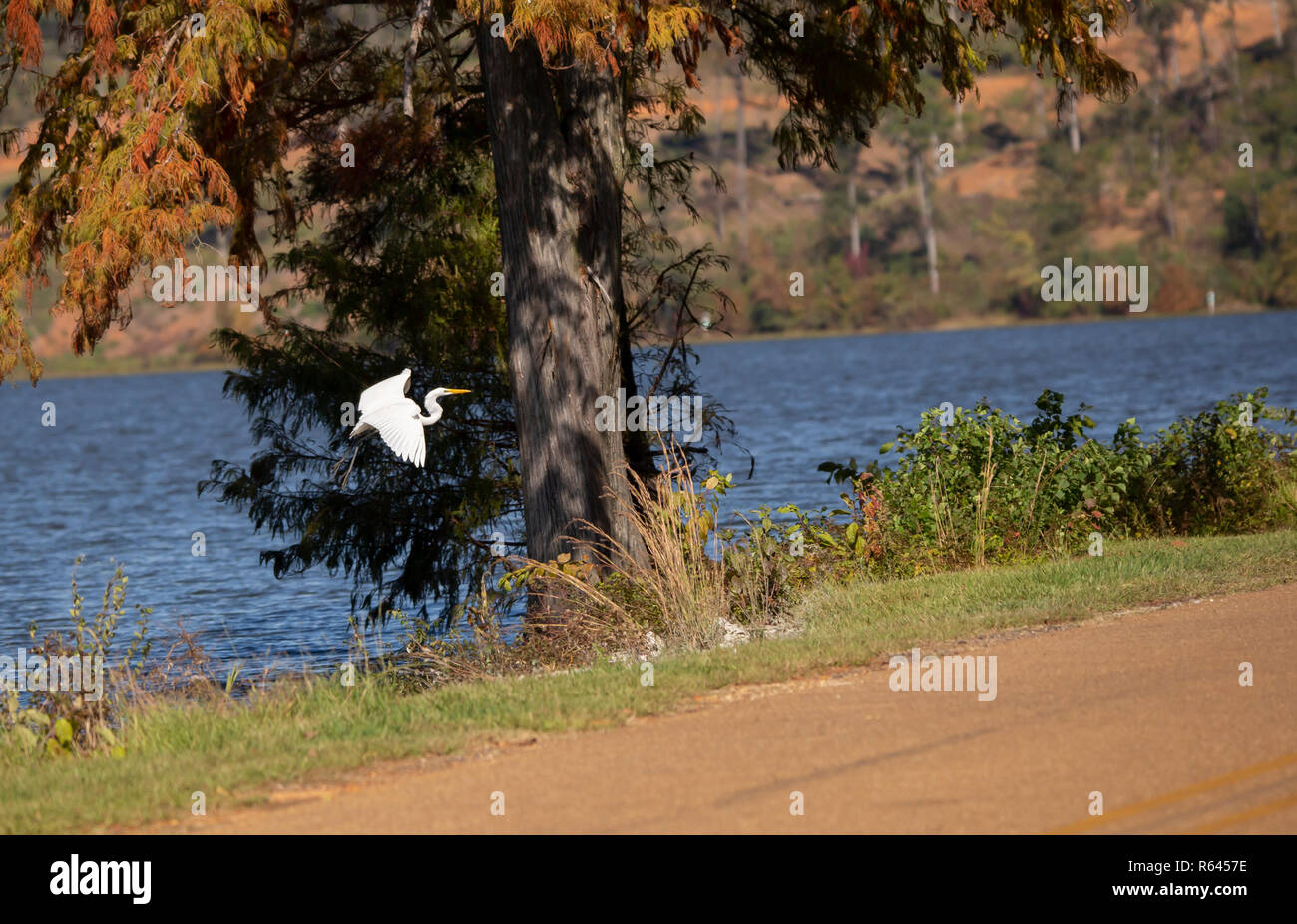 Great egret (Ardea alba) flying along a shoreline in autumn Stock Photo ...
