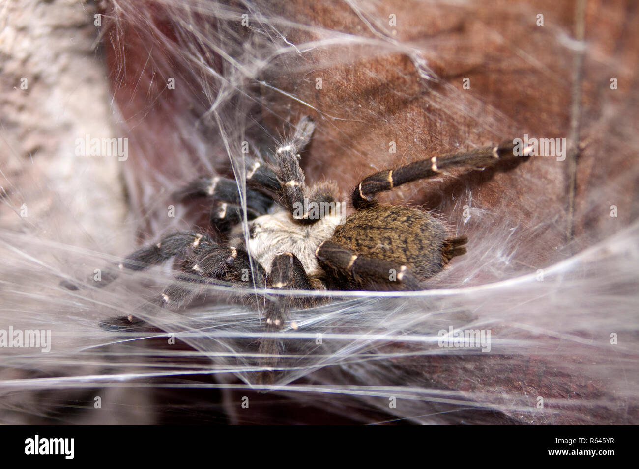 Tarantula den hi-res stock photography and images - Alamy