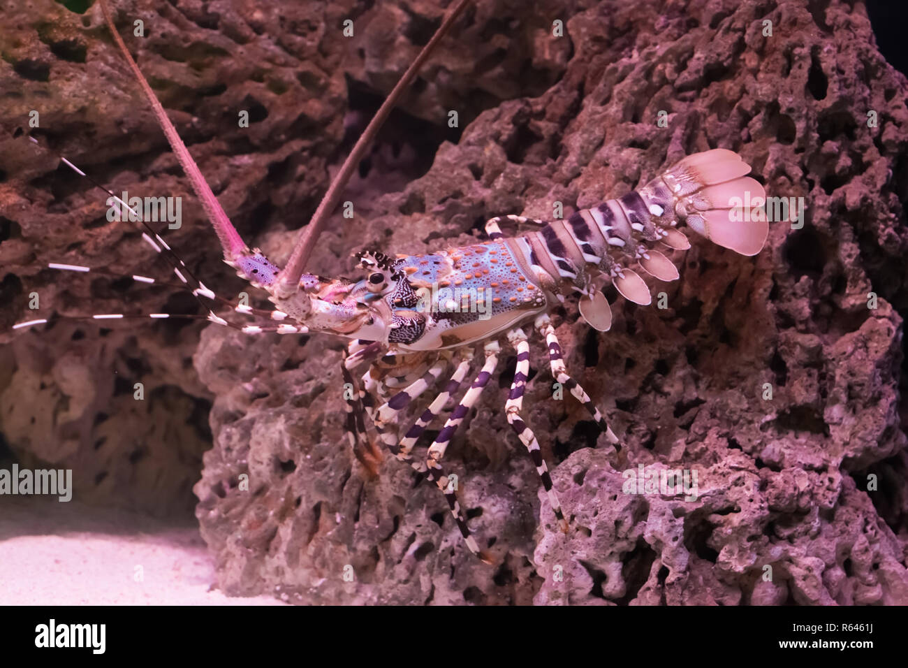 Spiny lobsters ocean water rocks hi-res stock photography and images ...