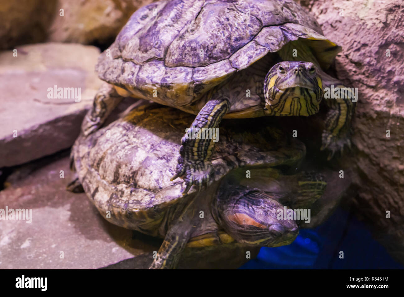 Trachemys Scripta Troostii High Resolution Stock Photography and Images ...