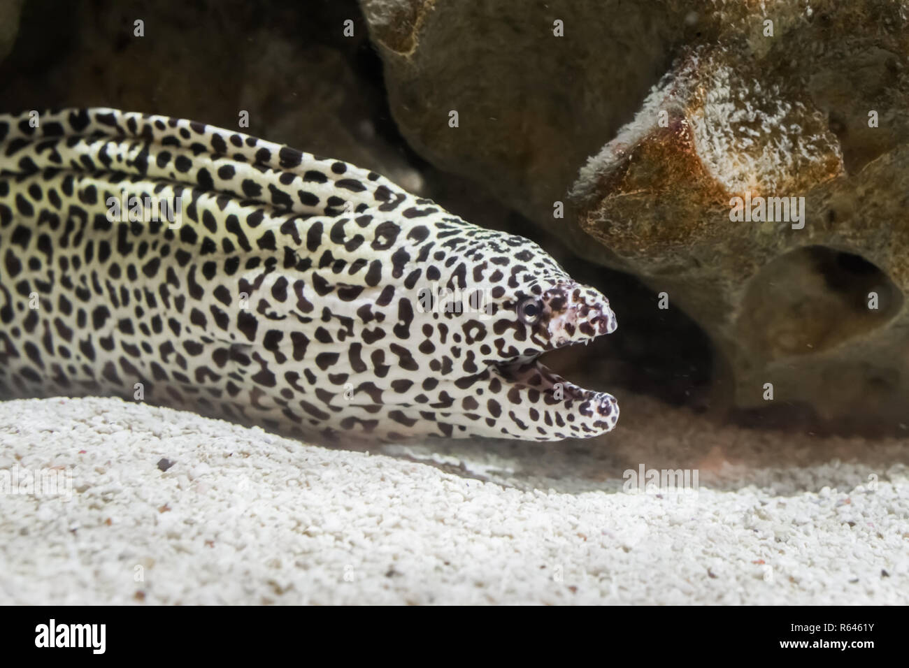 Honeycomb leopard moray eel gymnothorax hi-res stock photography and ...