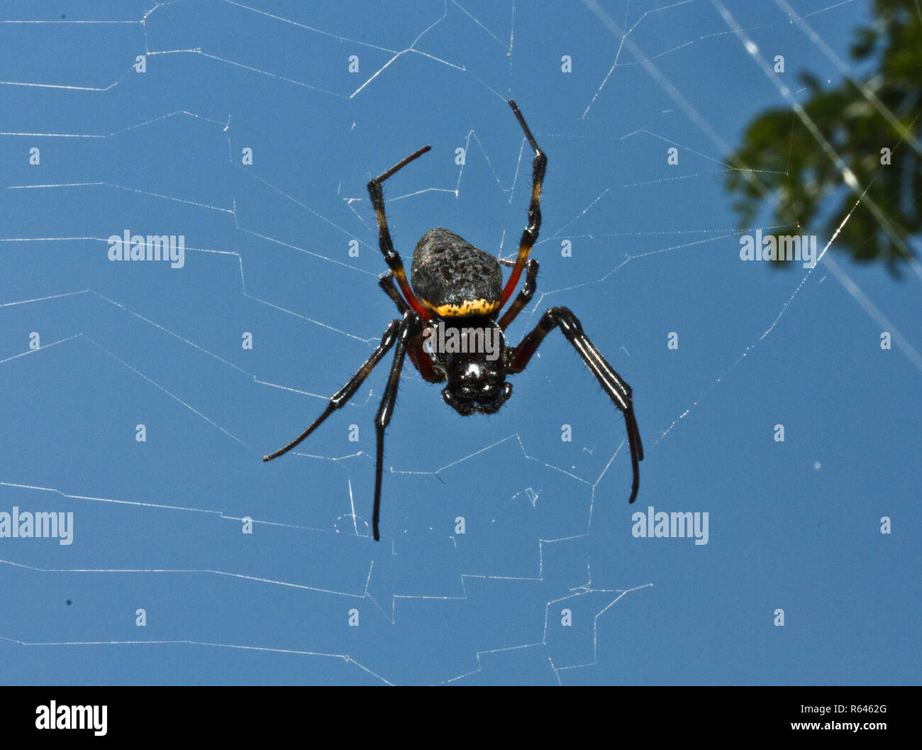 The female Common Banded Argiopes is a member of the Orb-web Spider ...