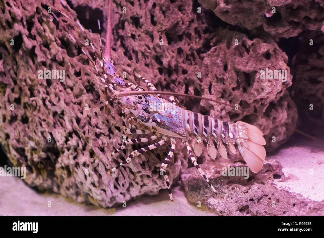 Ornate spiny lobster hi-res stock photography and images - Alamy
