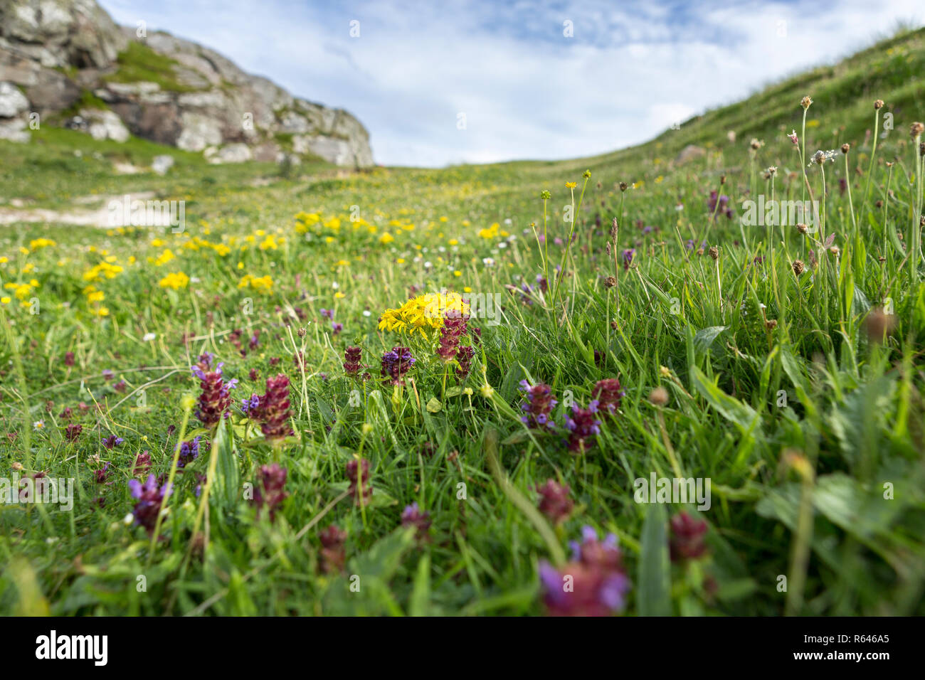 Low angle view of wildflower meadow and rock formation, Bosta Beach ...