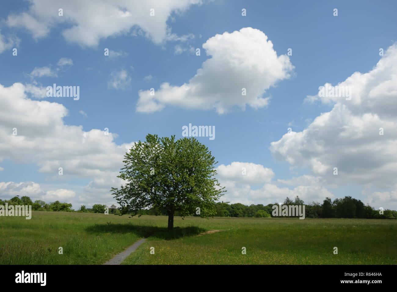 Kirschbaum germany hi-res stock photography and images - Alamy