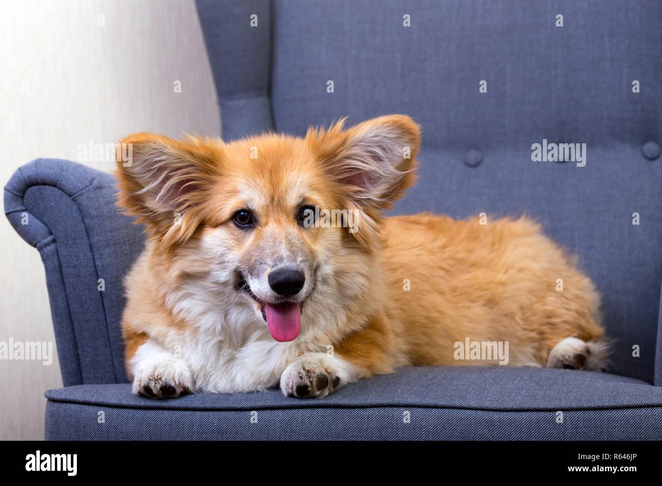 Pembroke Welsh Corgi Lying Down High Resolution Stock Photography and ...