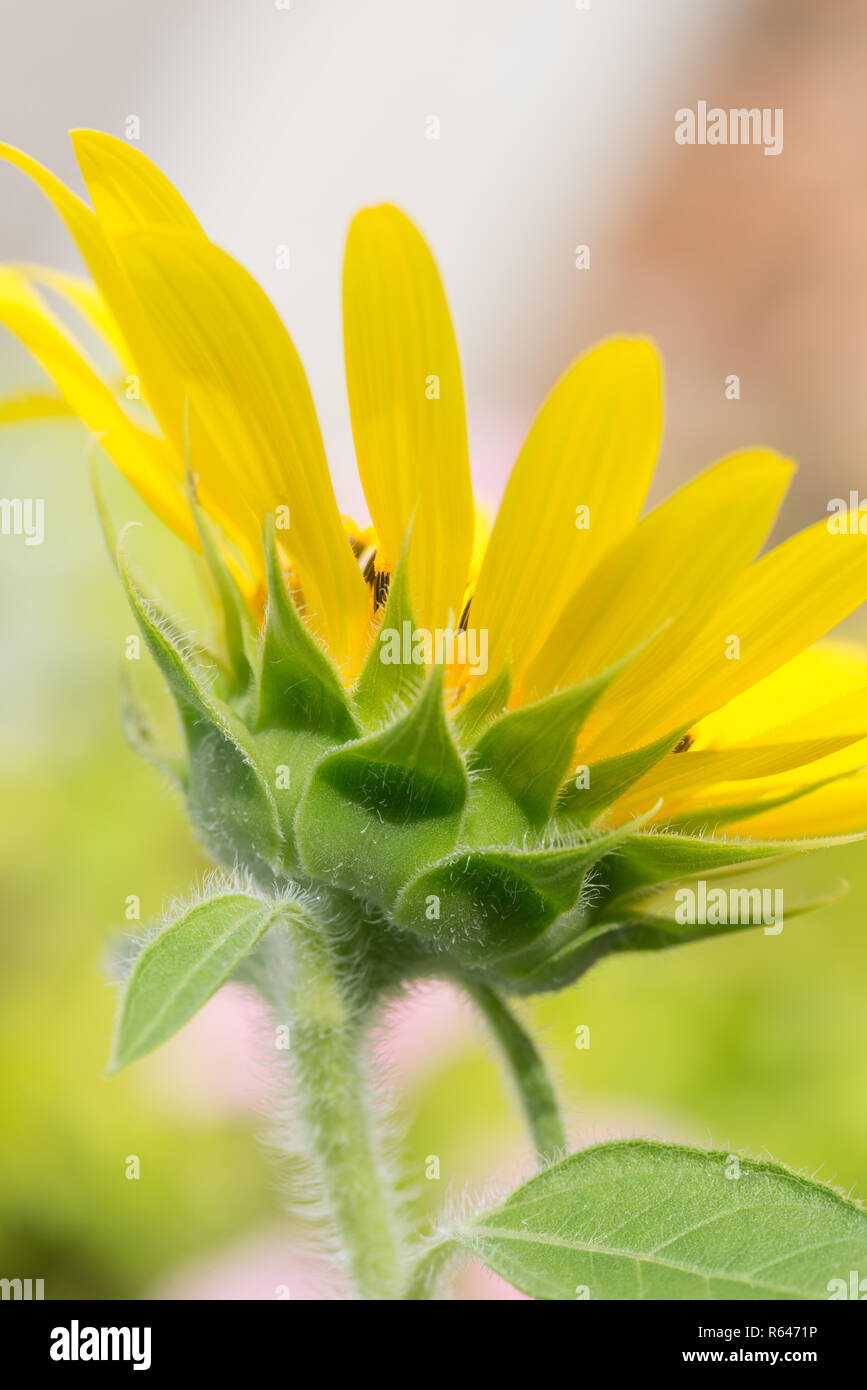 Hairy leaf sunflower hi-res stock photography and images - Alamy