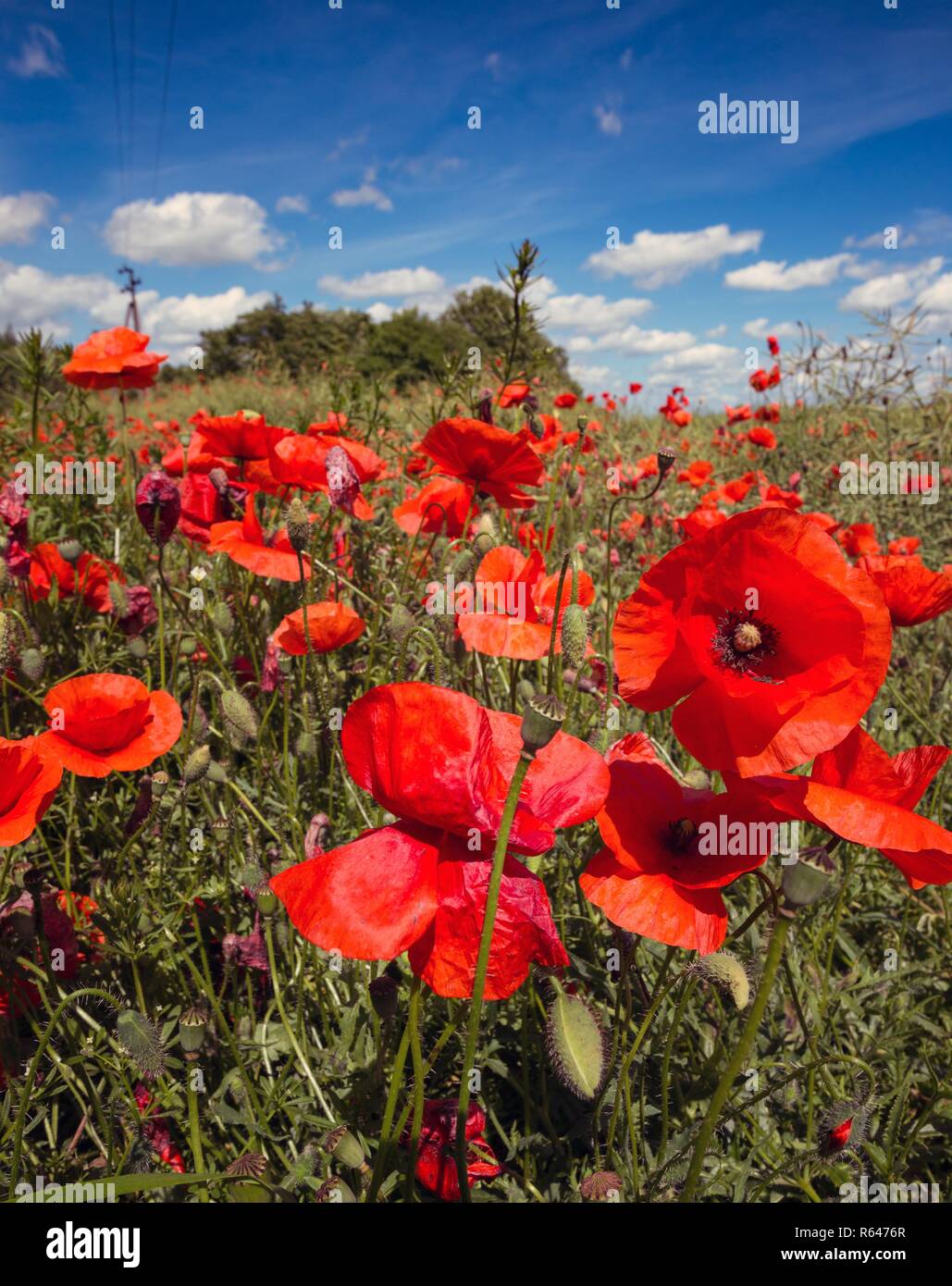beautiful poppy field - Ukrainian landscape Stock Photo - Alamy