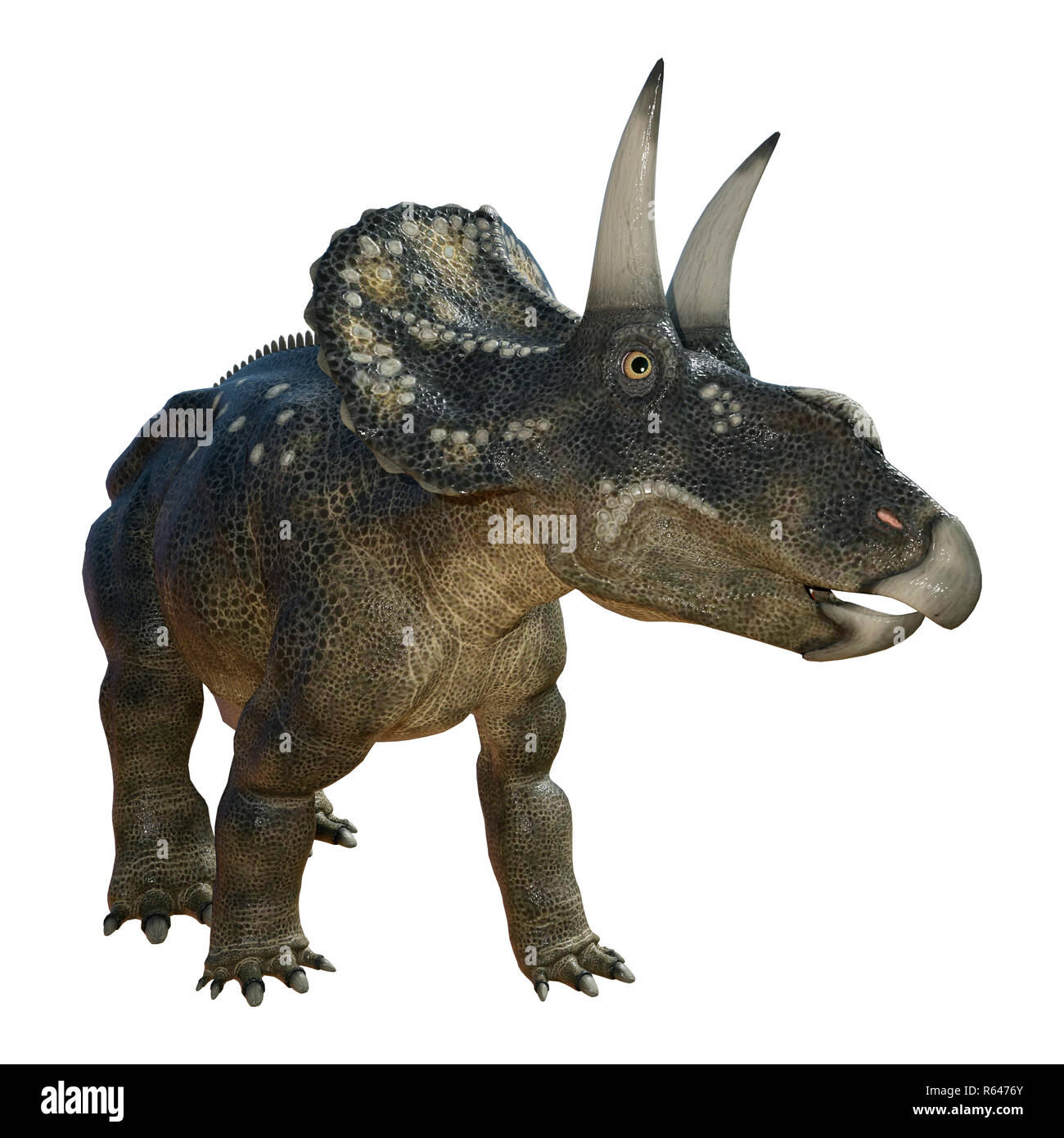 3D Rendering Dinosaur Diceratops on White Stock Photo - Alamy