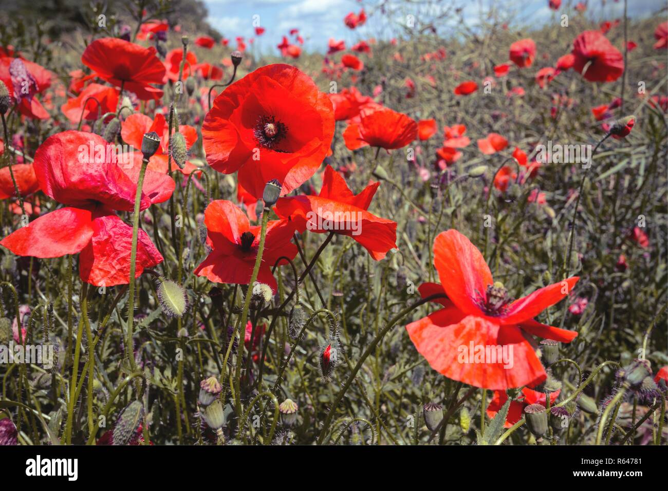 beautiful poppy field - Ukrainian landscape Stock Photo - Alamy