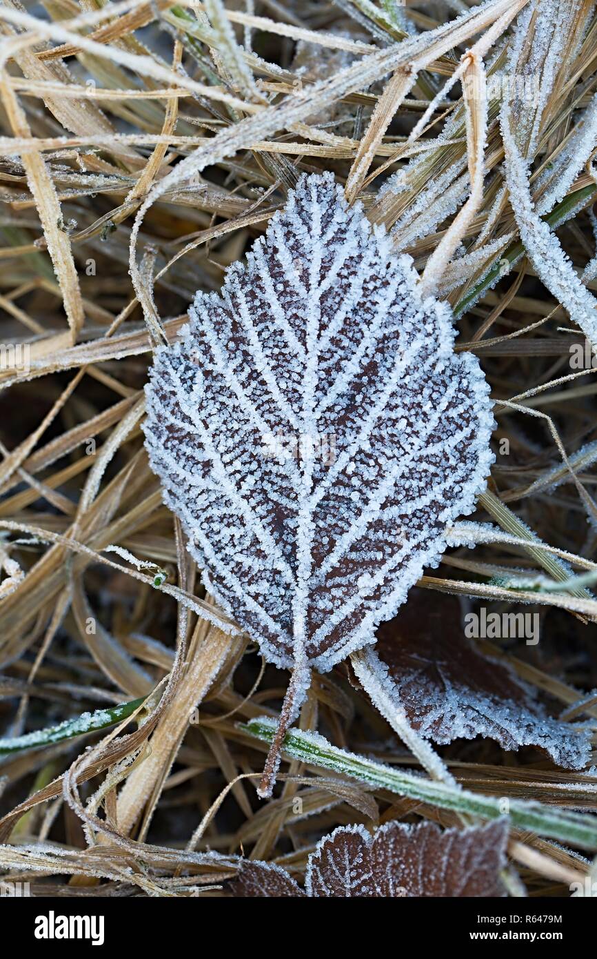 Frosty soil leaves texture hi-res stock photography and images - Alamy