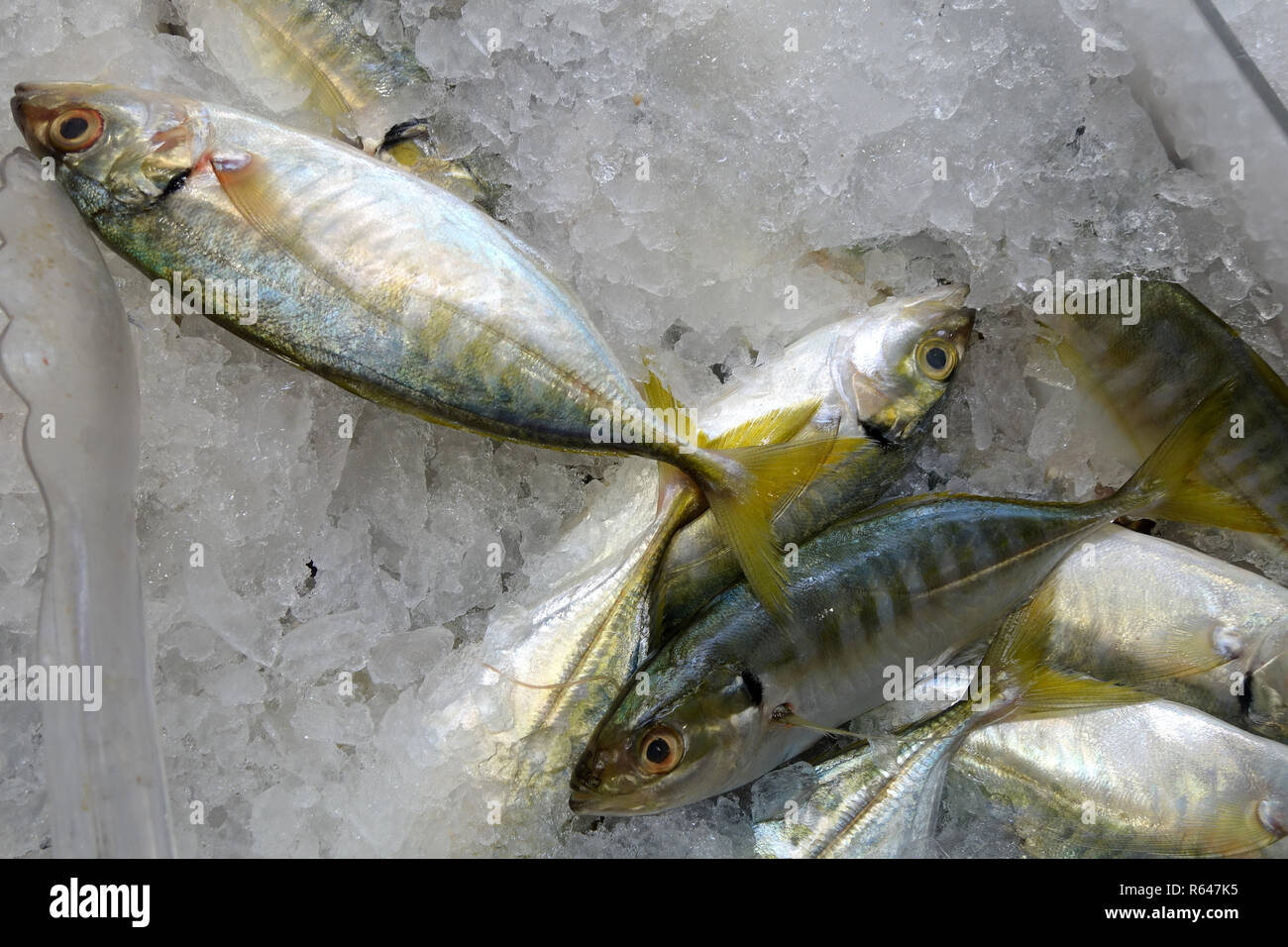 Yellowtail scad fish Stock Photo - Alamy