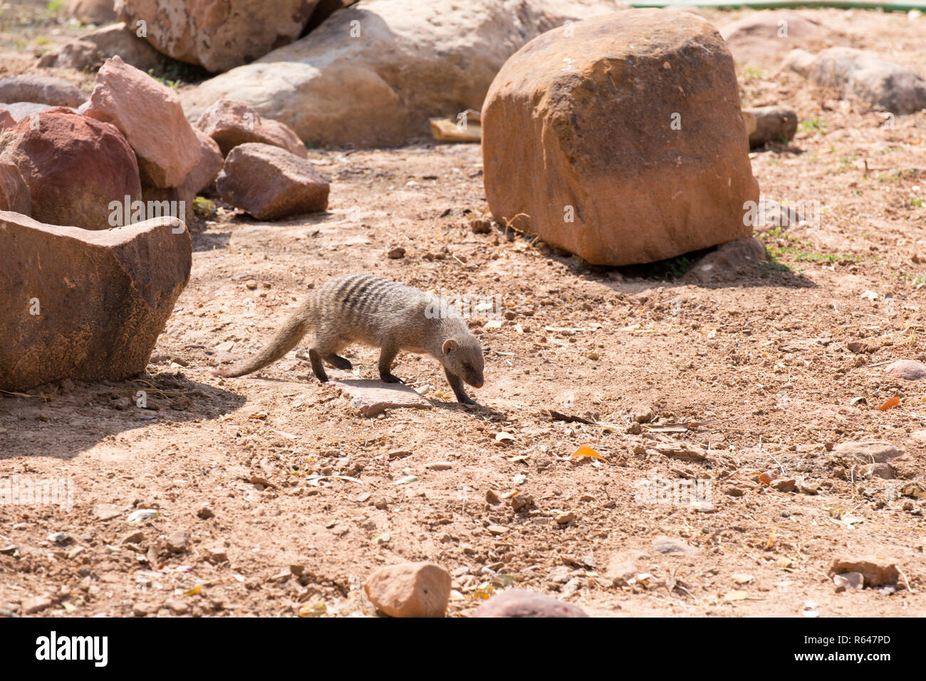African mangoose hi-res stock photography and images - Alamy