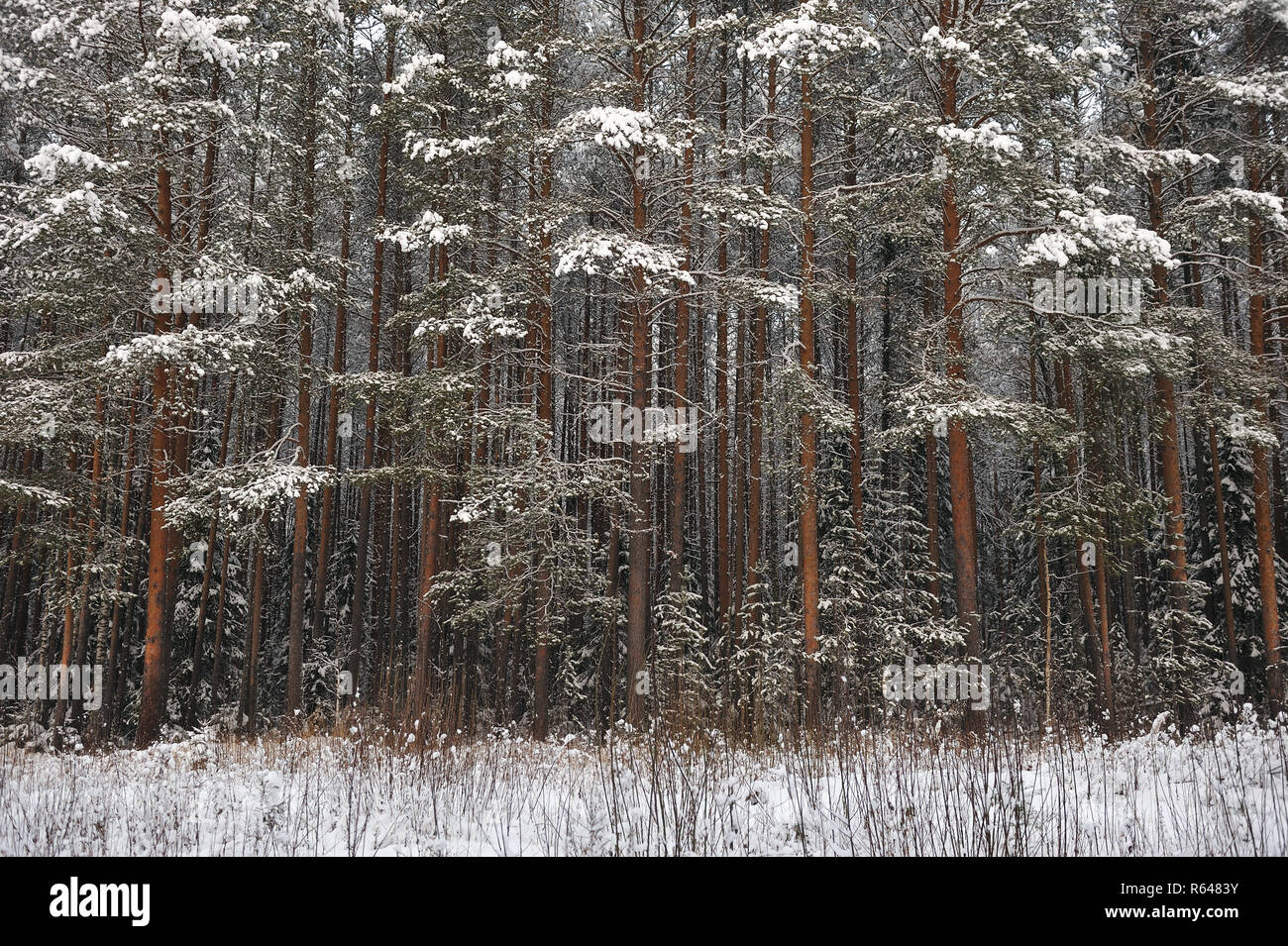 Late autumn in the forest after the snowfall. The trees are covered ...