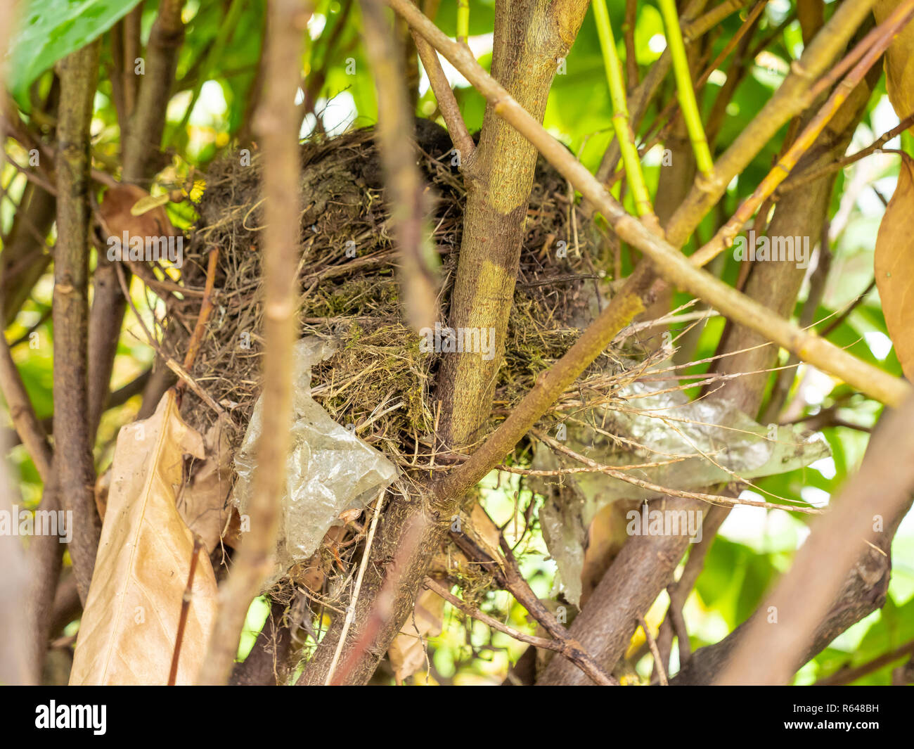 Plastic waste bird hi-res stock photography and images - Alamy