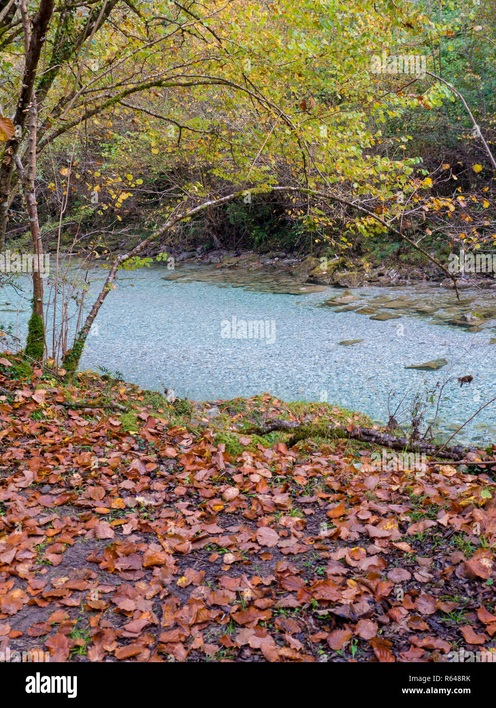 Alder trees bent over the blue crystal clear river water in the autumn ...