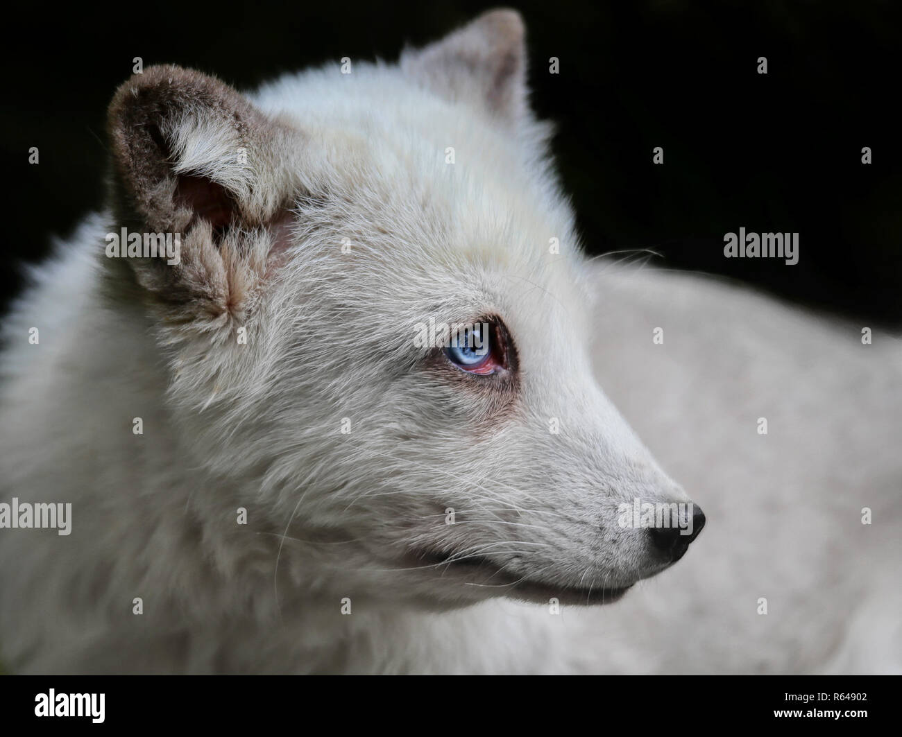 Ice fox hi-res stock photography and images - Alamy