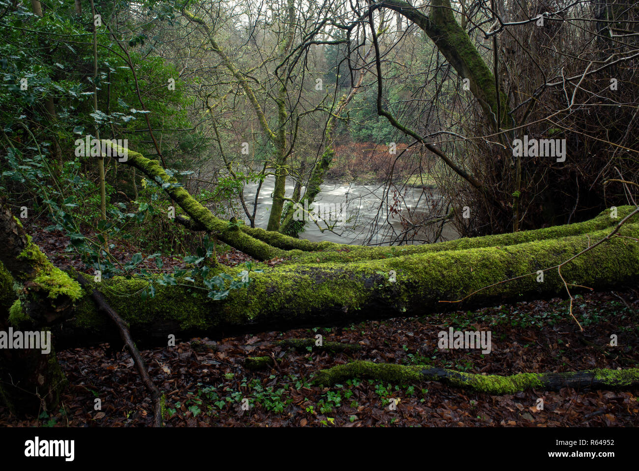 Glasgow autumn leaves trees hi-res stock photography and images - Alamy