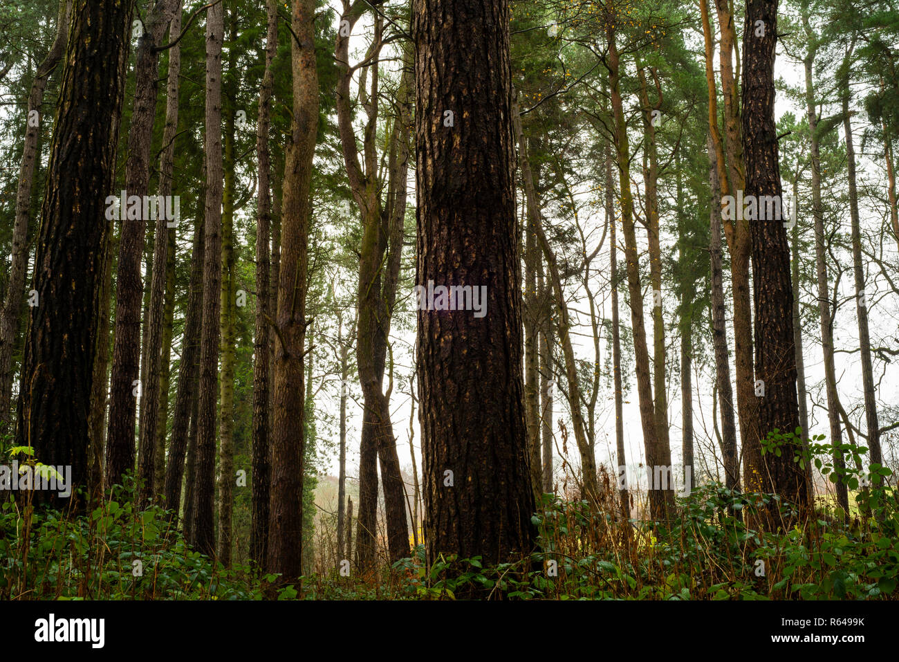 Linn park hi-res stock photography and images - Alamy