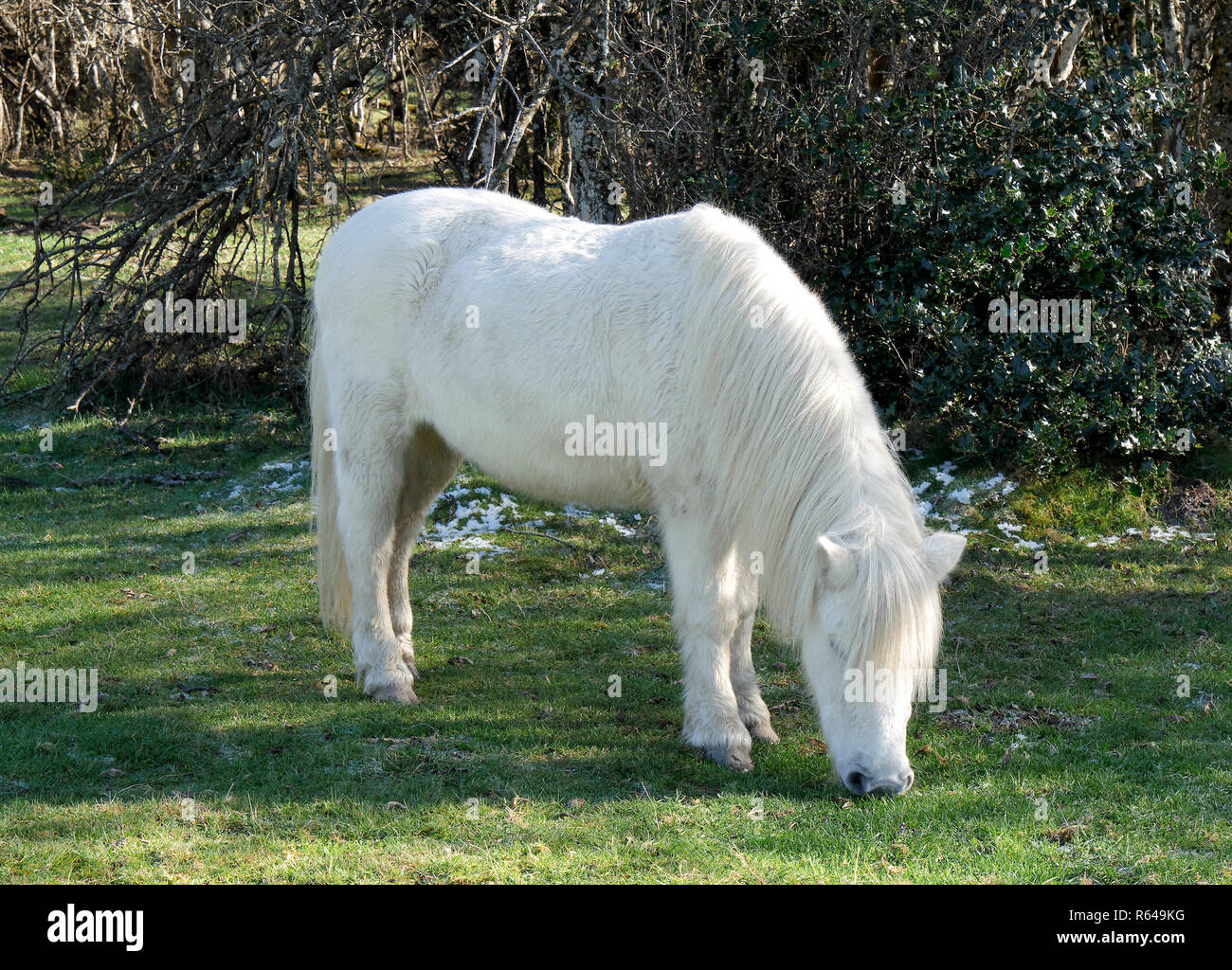 Miniature shetland pony horse tiny hi-res stock photography and images ...