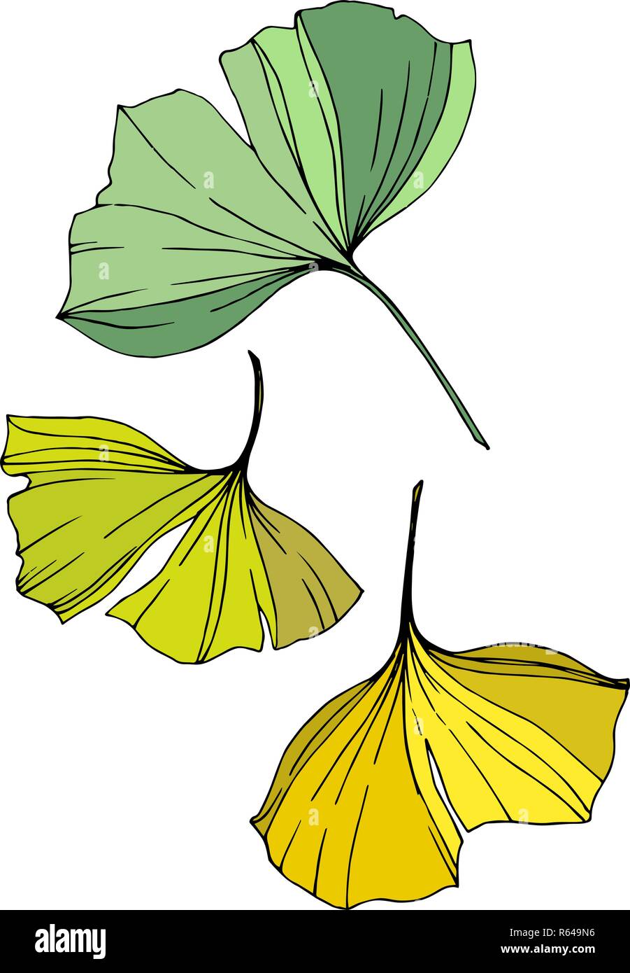 Vector. Ginkgo leaf. Plant botanical garden. Isolated ginkgo ...