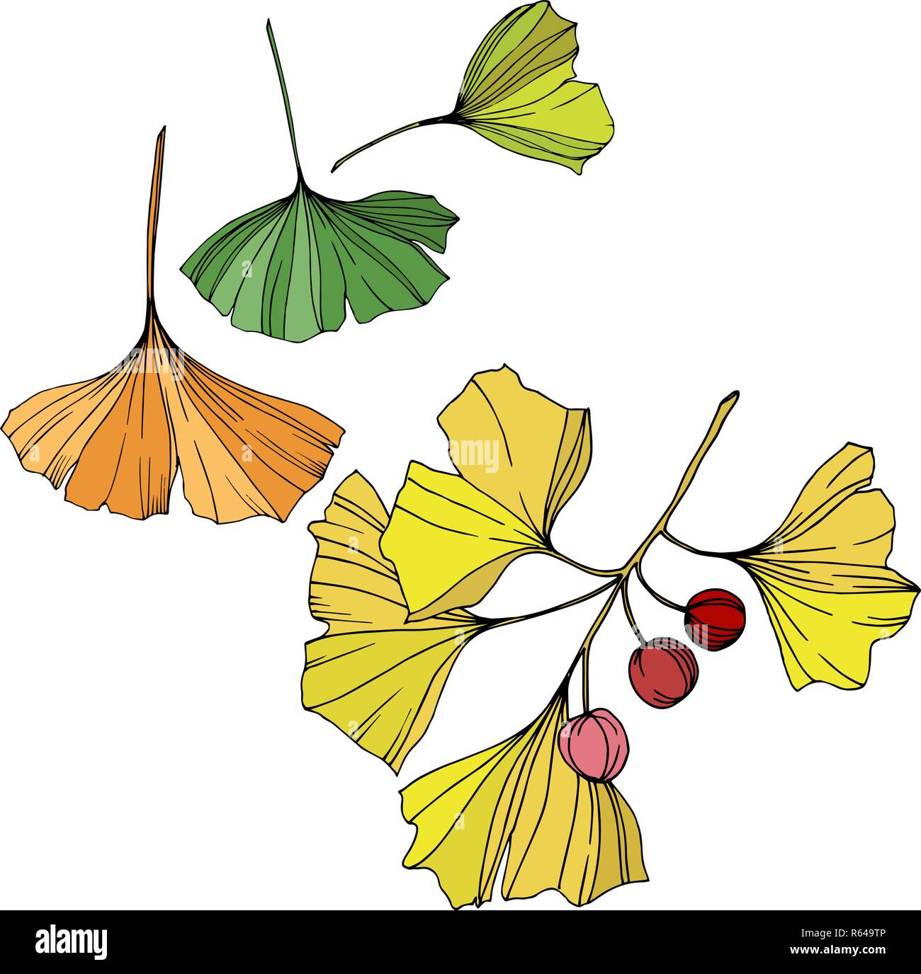 Vector. Ginkgo leaf. Plant botanical garden. Isolated ginkgo ...