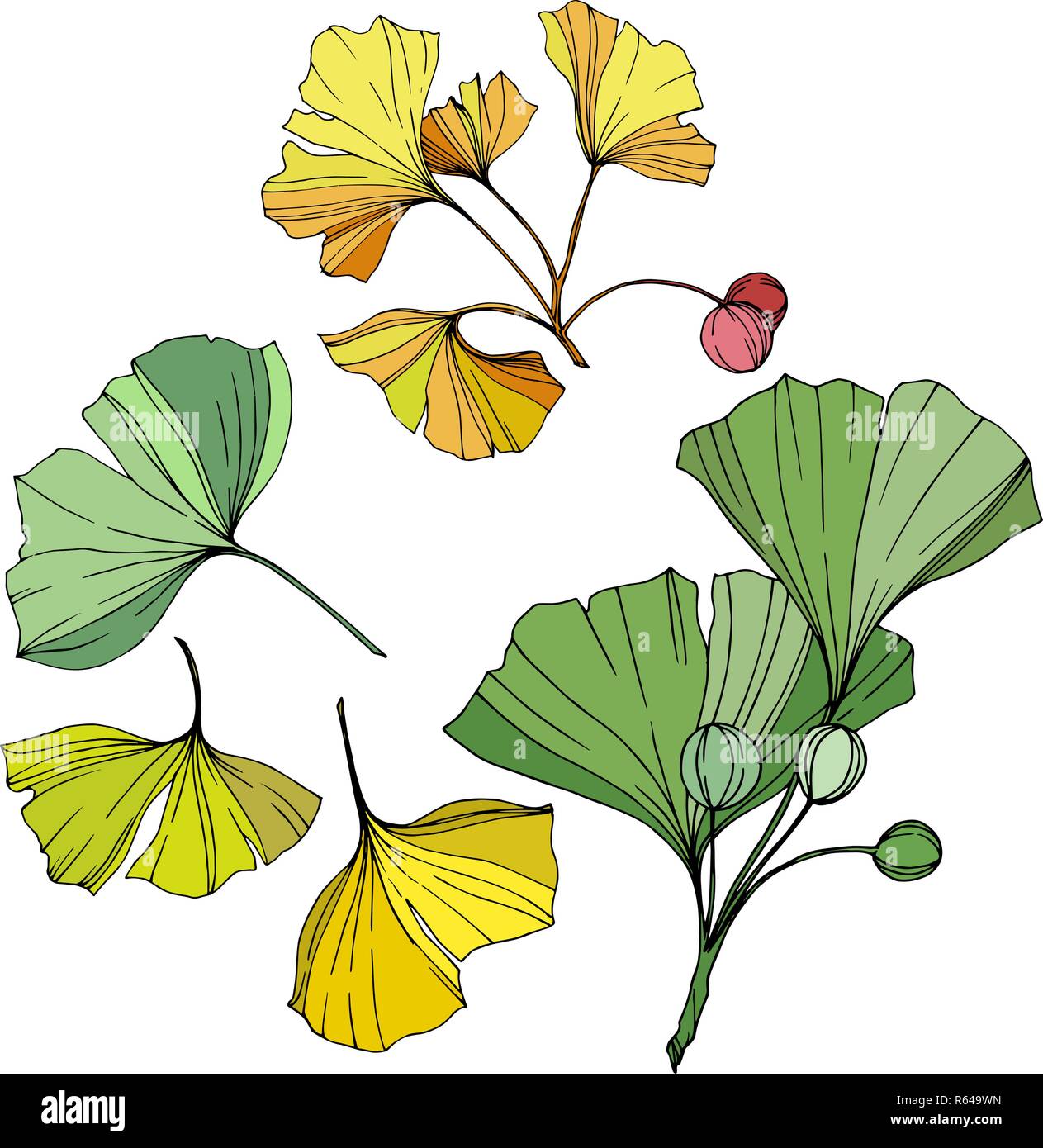 Vector. Ginkgo leaf. Plant botanical garden. Isolated ginkgo ...