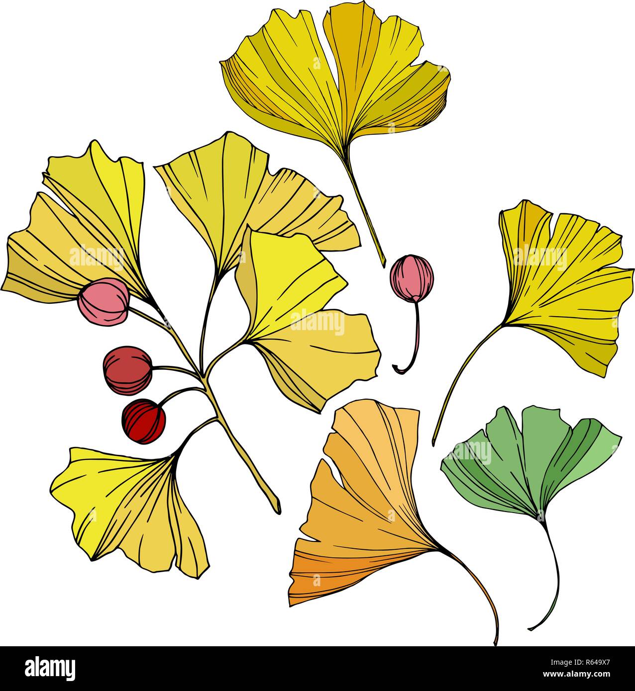 Vector. Ginkgo leaf. Plant botanical garden. Isolated ginkgo ...