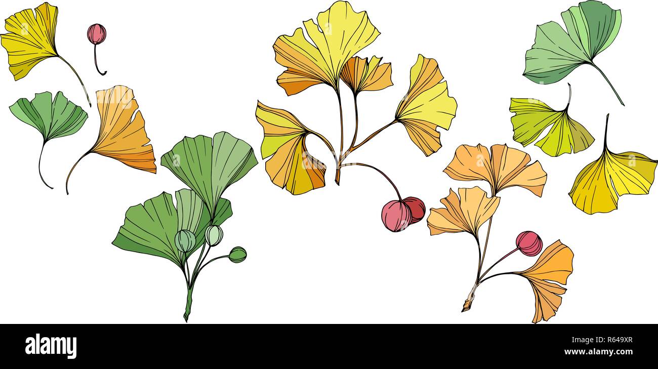 Vector. Ginkgo leaf. Plant botanical garden. Isolated ginkgo ...