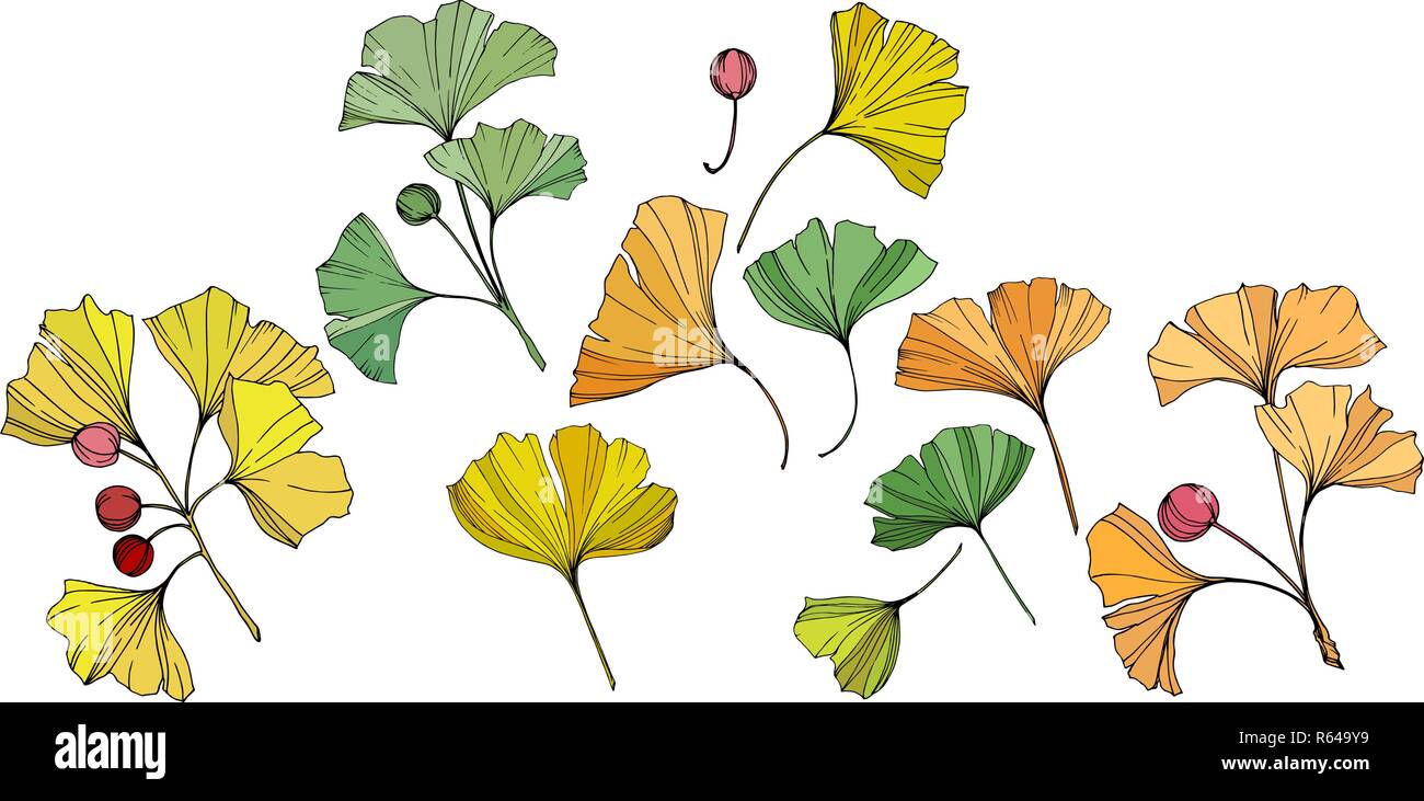 Vector. Ginkgo leaf. Plant botanical garden. Isolated ginkgo ...