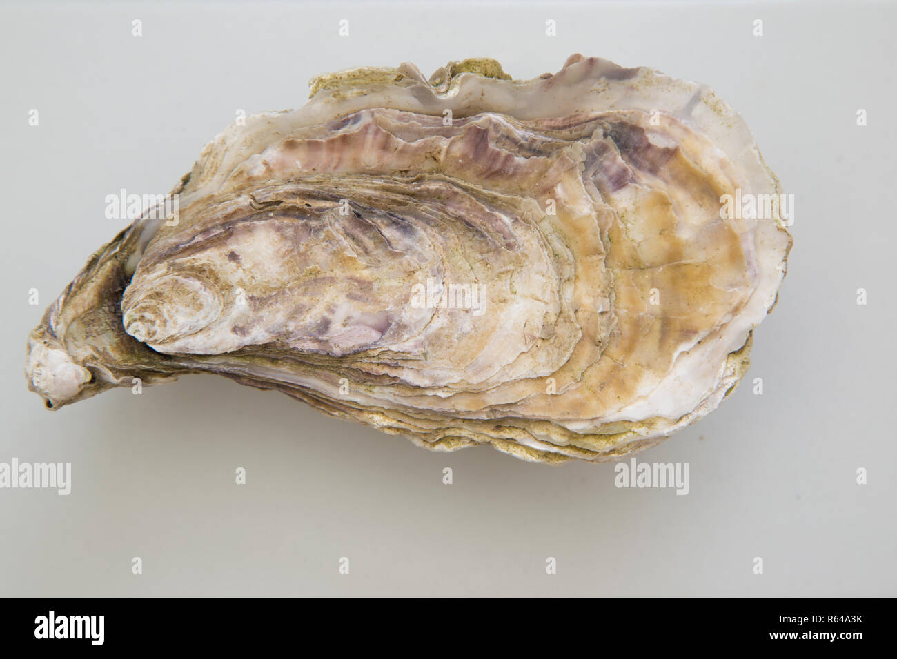 Still life of fresh oyster before eaten Stock Photo - Alamy