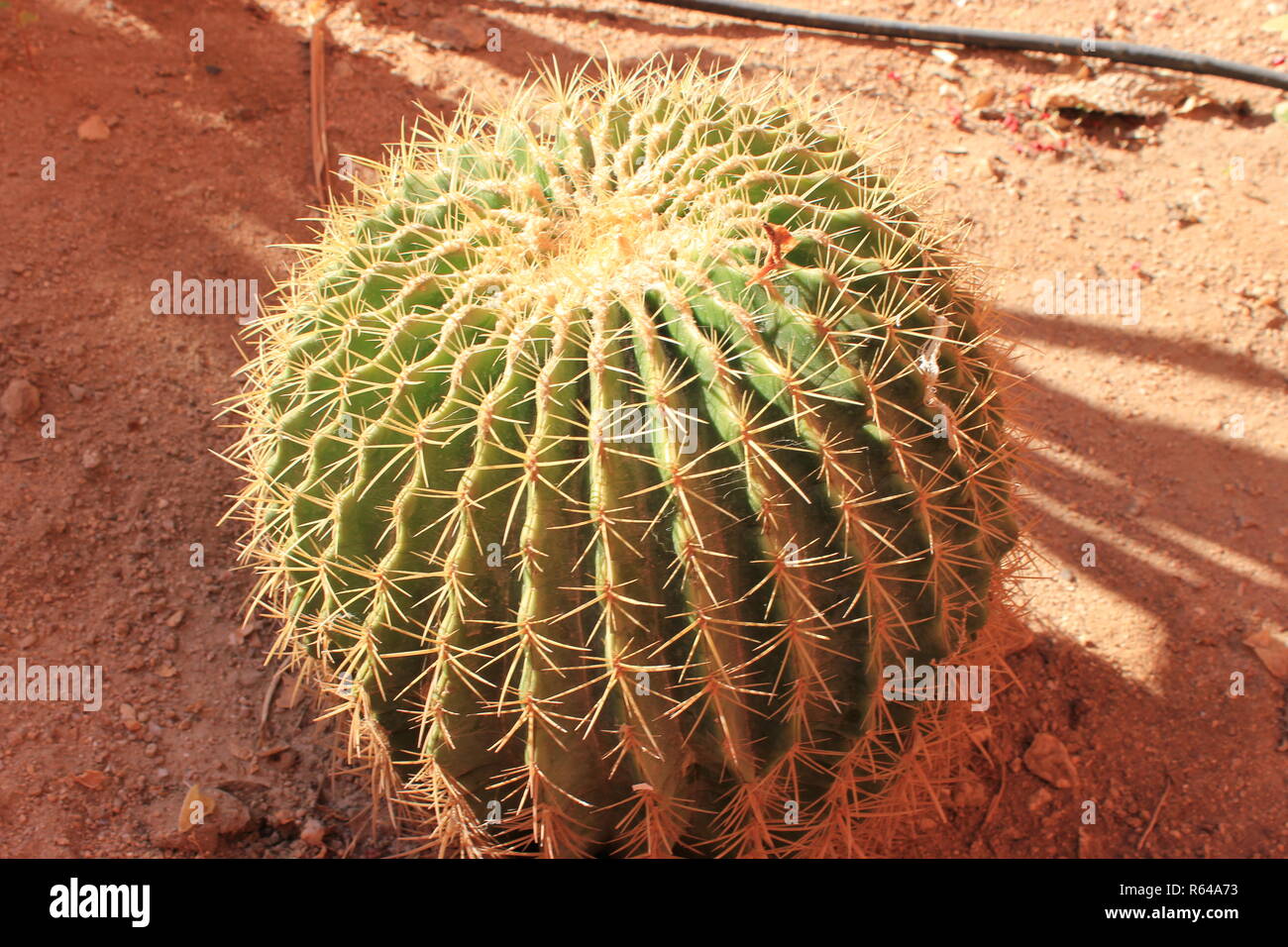 Short round cactus hi-res stock photography and images - Alamy