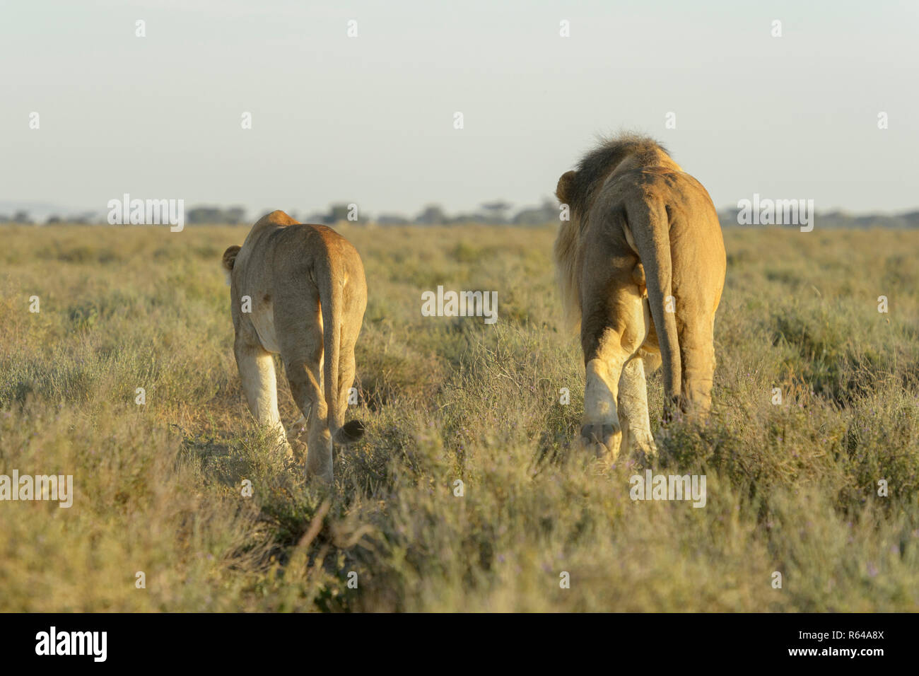 African male lion behind hi-res stock photography and images - Alamy