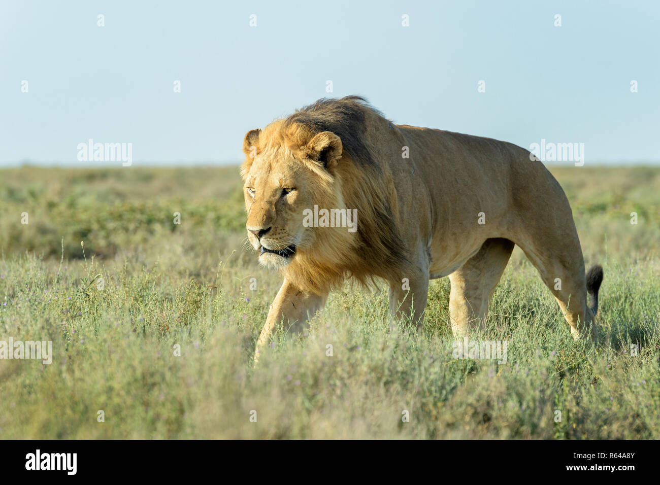 Male lion (Panthera leo) walking on savanna, Ngorongoro conservation ...