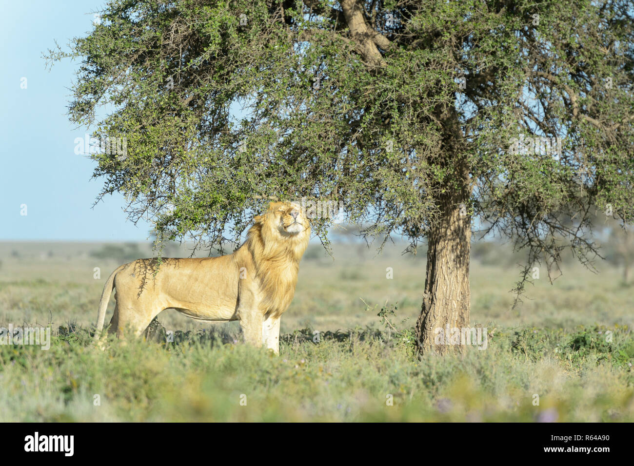 Male lion (Panthera leo) marking a tree on savanna, Ngorongoro ...
