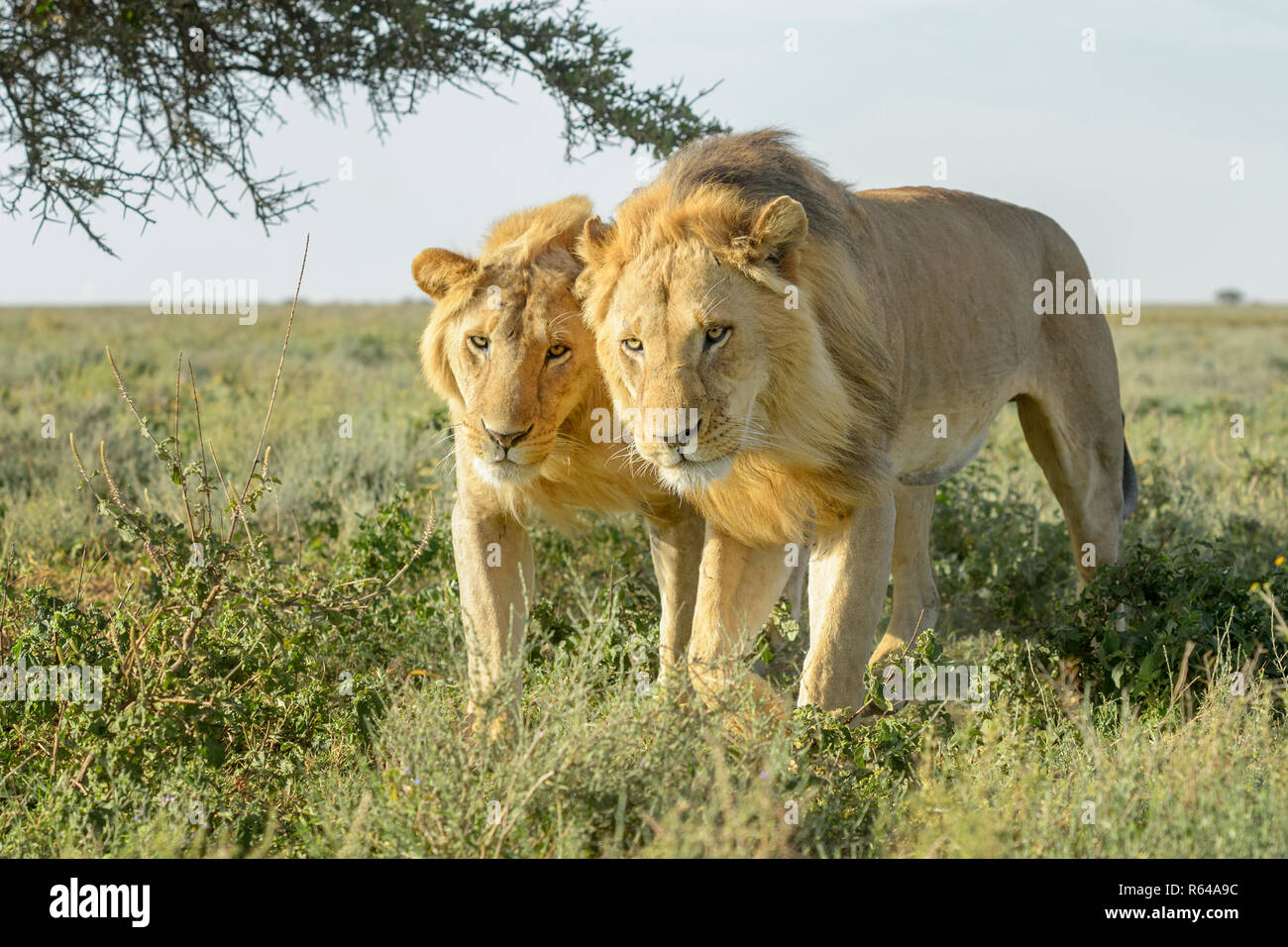 Lion family tree tanzania hi-res stock photography and images - Alamy