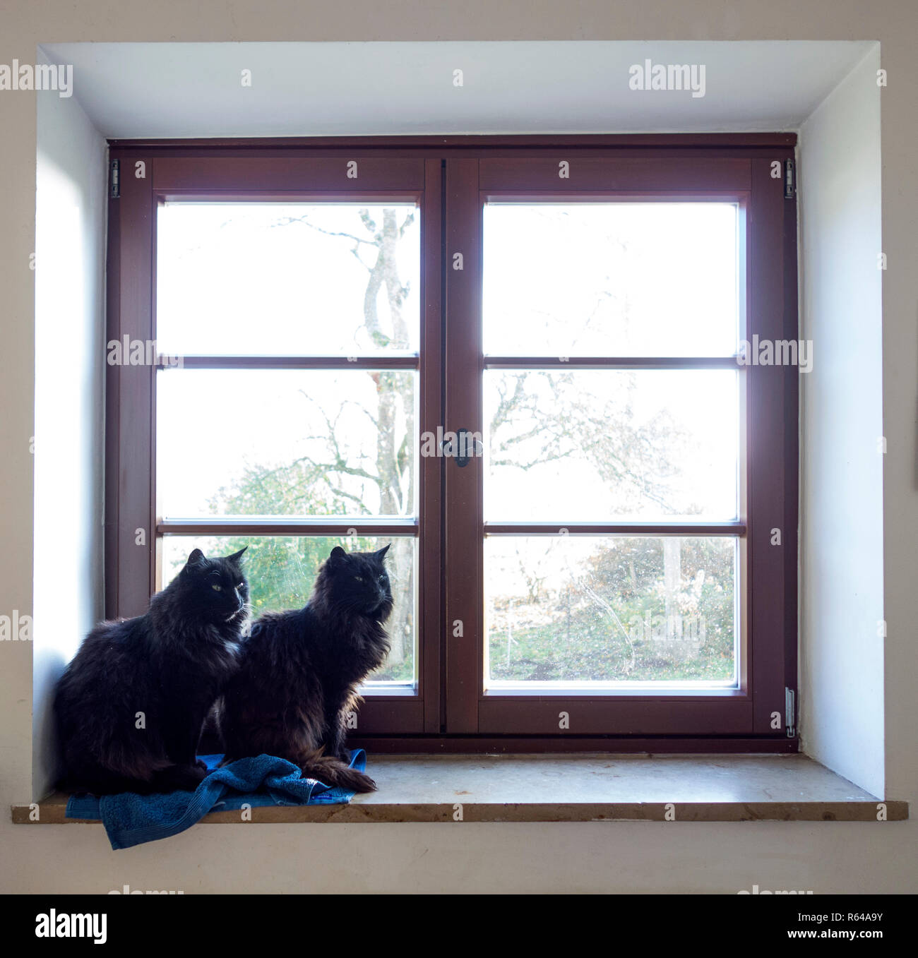 Cats sitting on window sill hi-res stock photography and images - Alamy