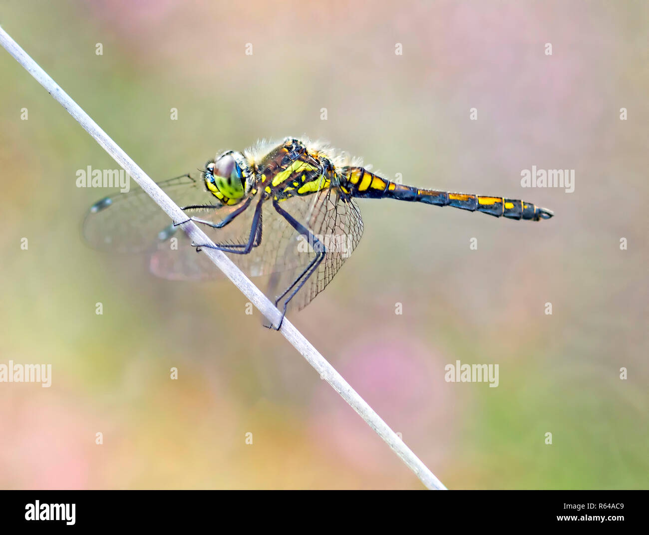 A Black Darter dragonfly Stock Photo - Alamy