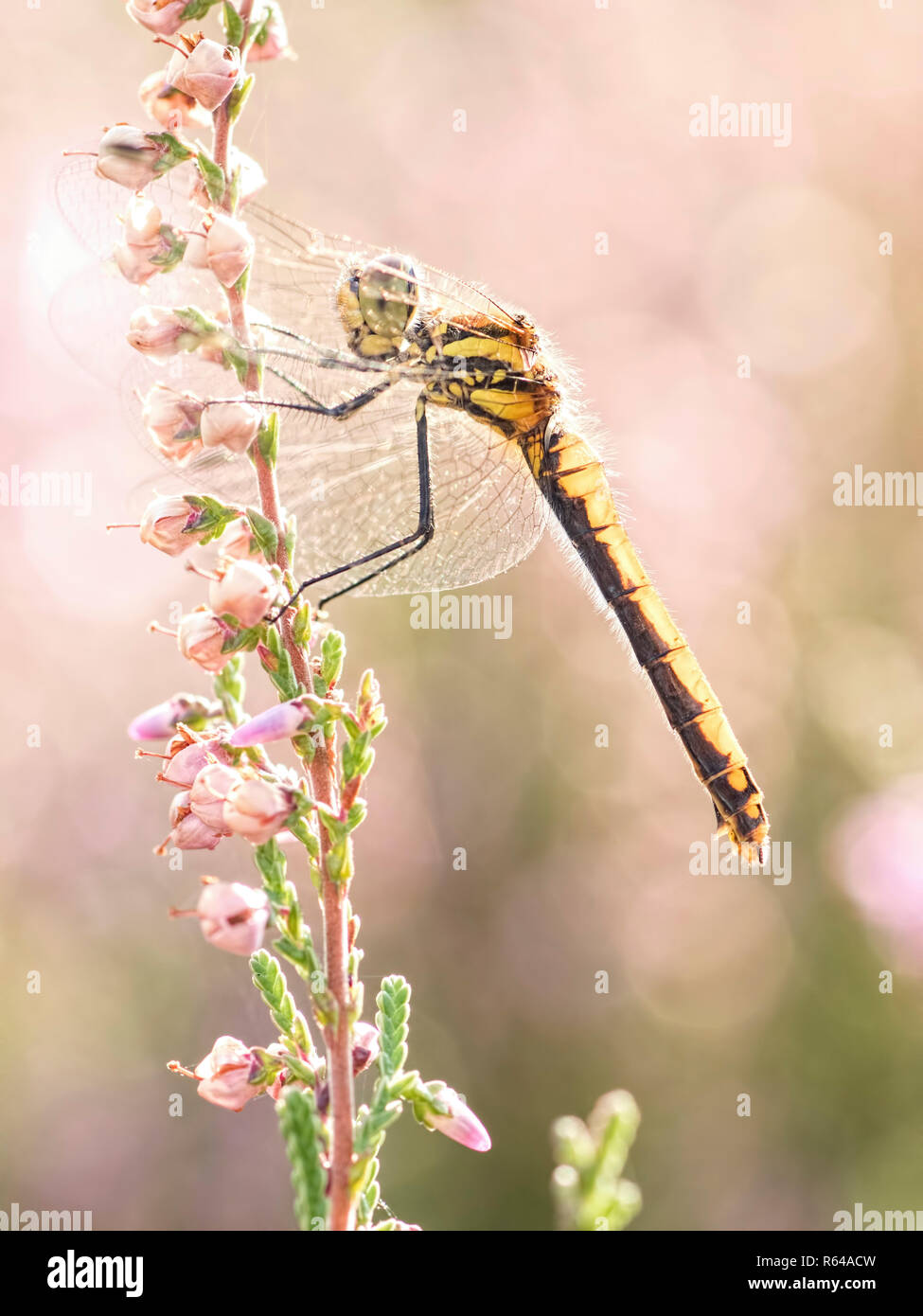 Portrait of a Black Darter dragonfly Stock Photo - Alamy