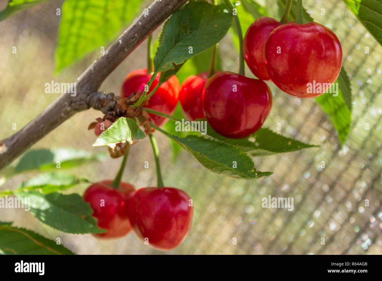 Prunus cherry tree fruit hi-res stock photography and images - Alamy