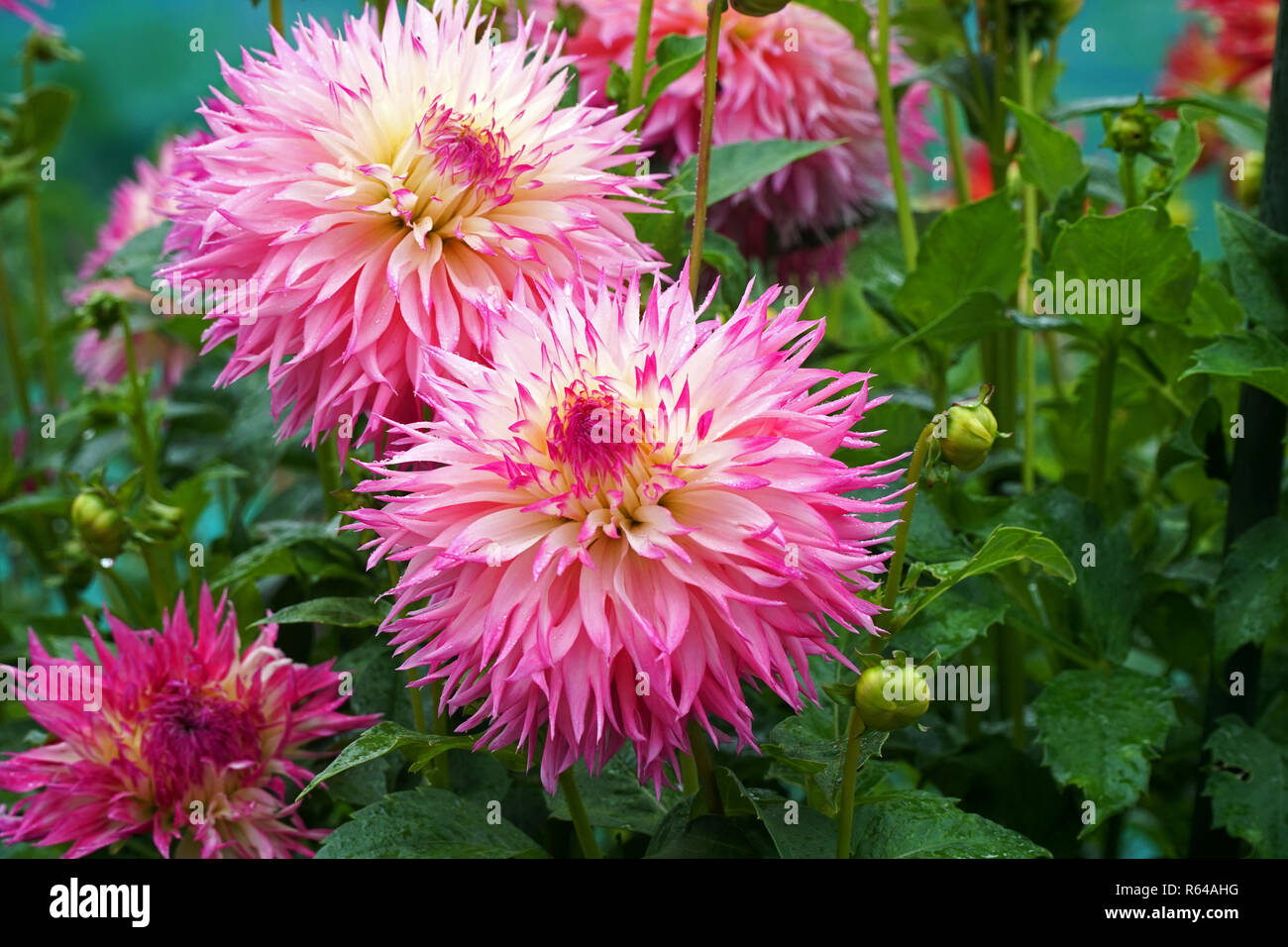 Dicotyledonous plants hi-res stock photography and images - Alamy