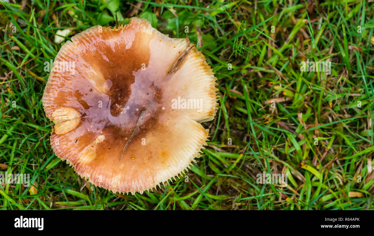 Grass lawn fungus hi-res stock photography and images - Alamy