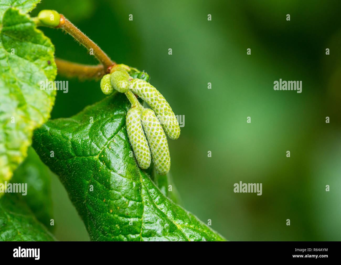 Twisted Hazel High Resolution Stock Photography and Images - Alamy
