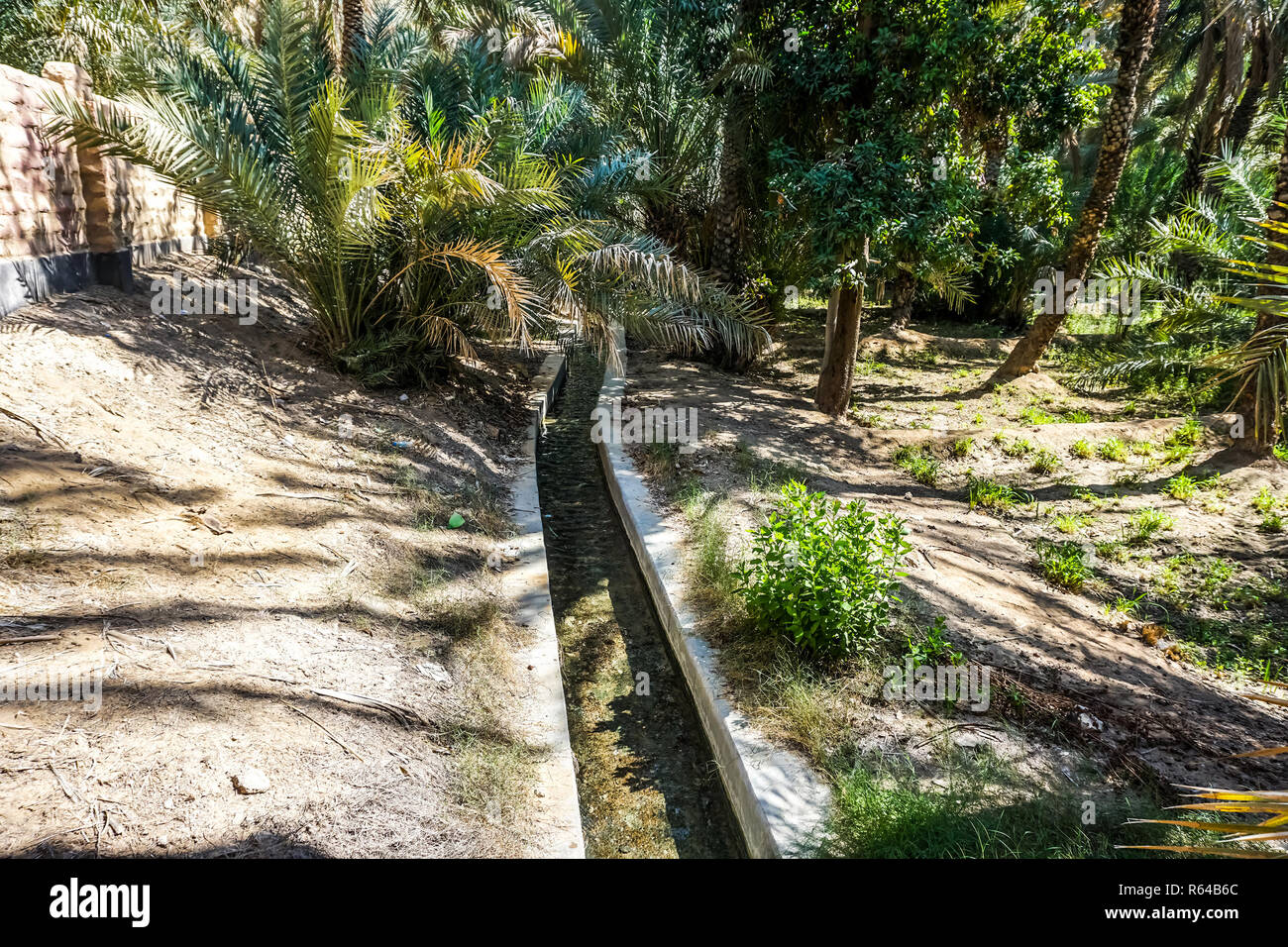 Al Ain Oasis Ancient Irrigation Channel with Trees and Plants Stock ...