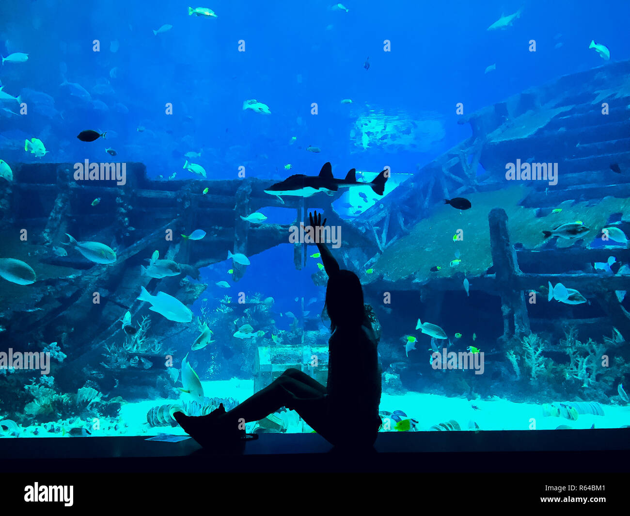 Girl aquarium whale shark hi-res stock photography and images - Alamy