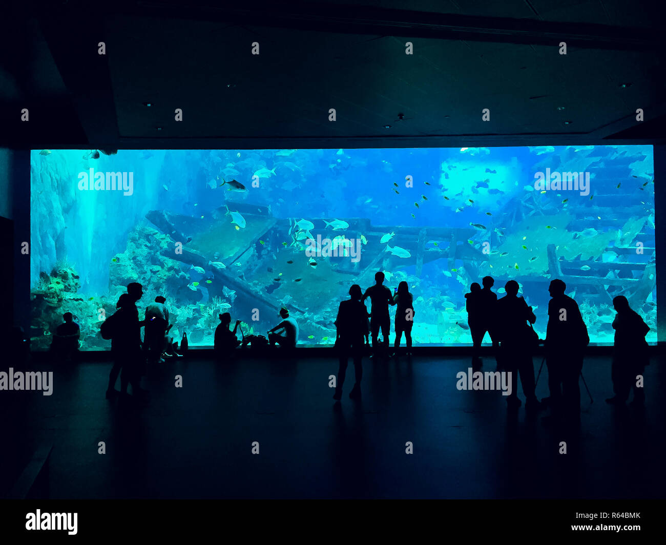 People observing fish at the aquarium Stock Photo - Alamy